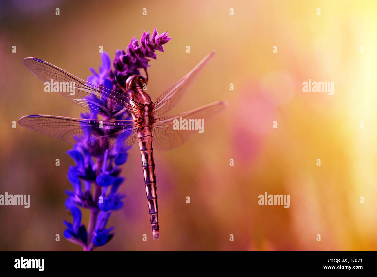 Dragonfly sunset hi-res stock photography and images - Alamy