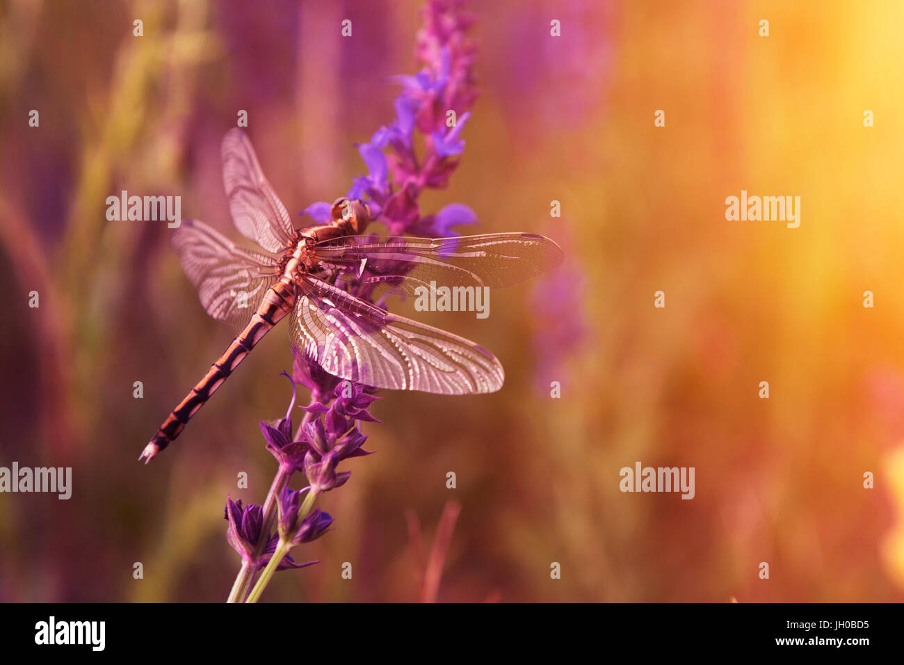 Dragonfly on flower in summer sunset Stock Photo - Alamy