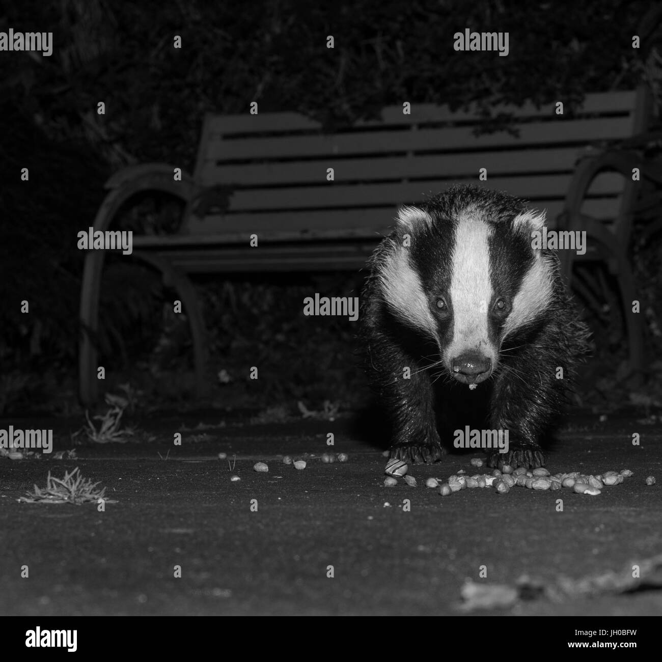 Badger feeding on nuts in sub-urban garden Stock Photo - Alamy