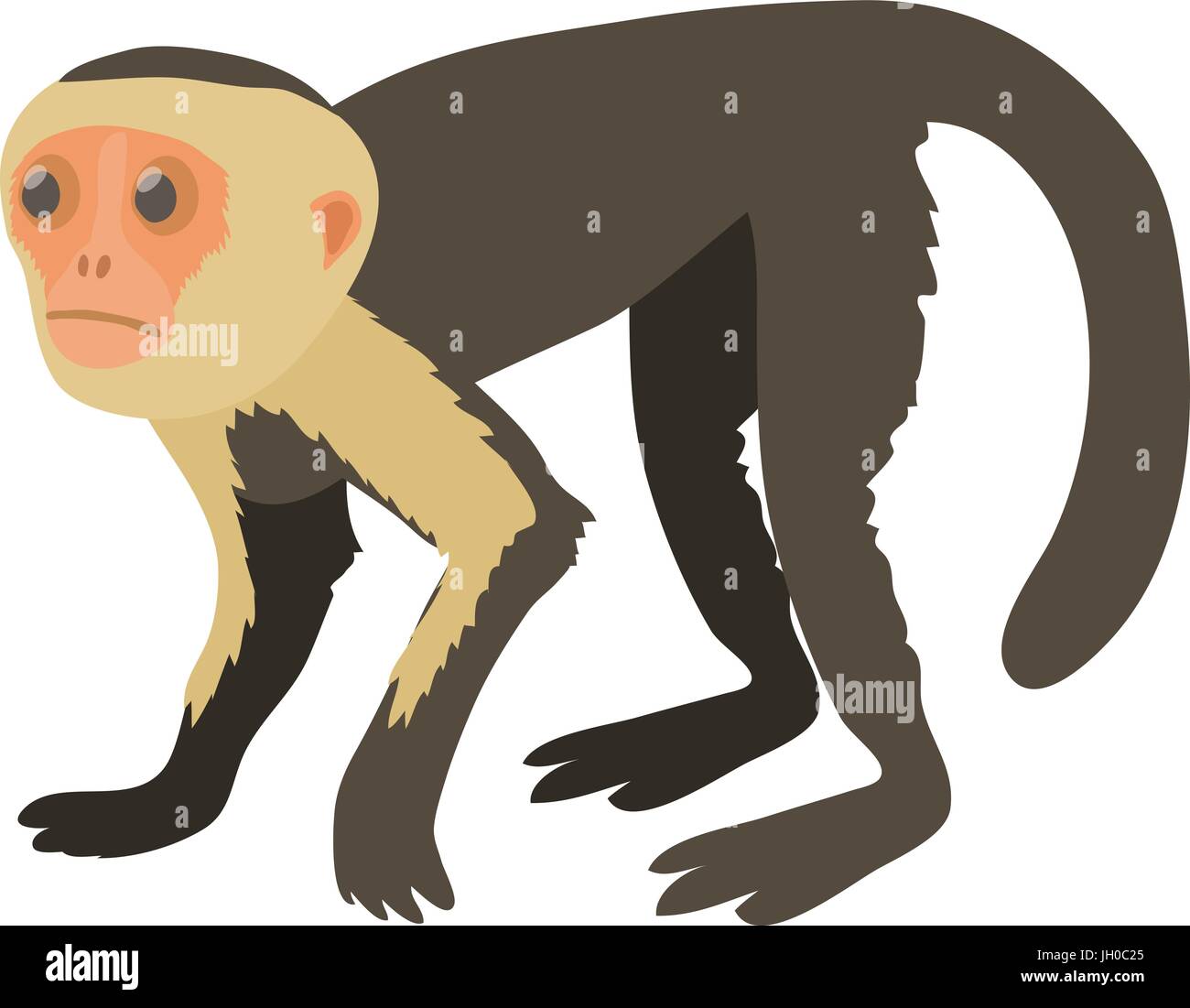 Capuchin monkey silhouette hi-res stock photography and images - Alamy