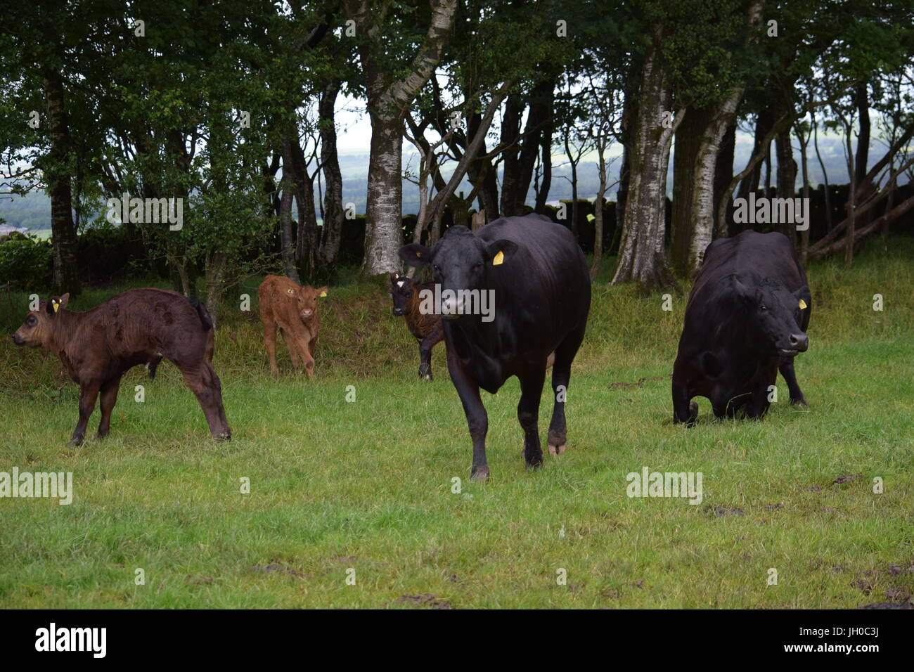 Rising milk cow Stock Photo - Alamy