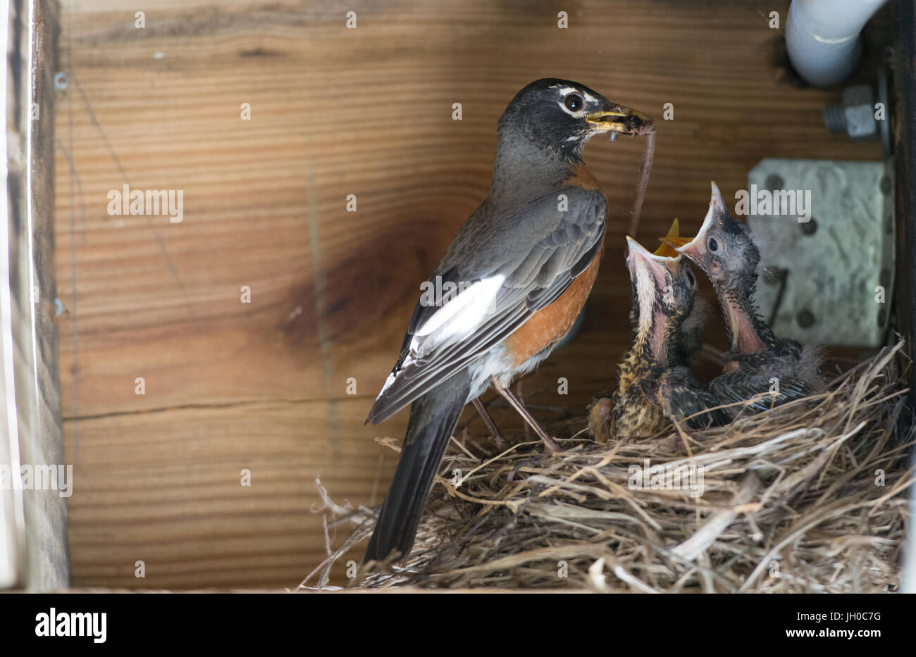 Robin feeding baby hi-res stock photography and images - Alamy