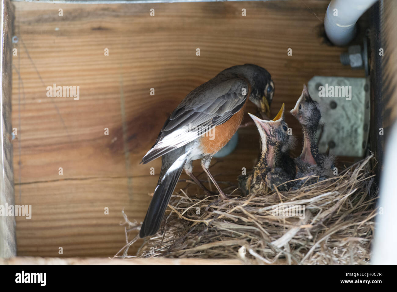 Robin feeding baby birds Stock Photo - Alamy