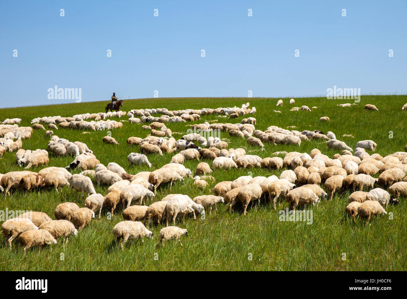 Mongolia agriculture sheep hi-res stock photography and images - Alamy