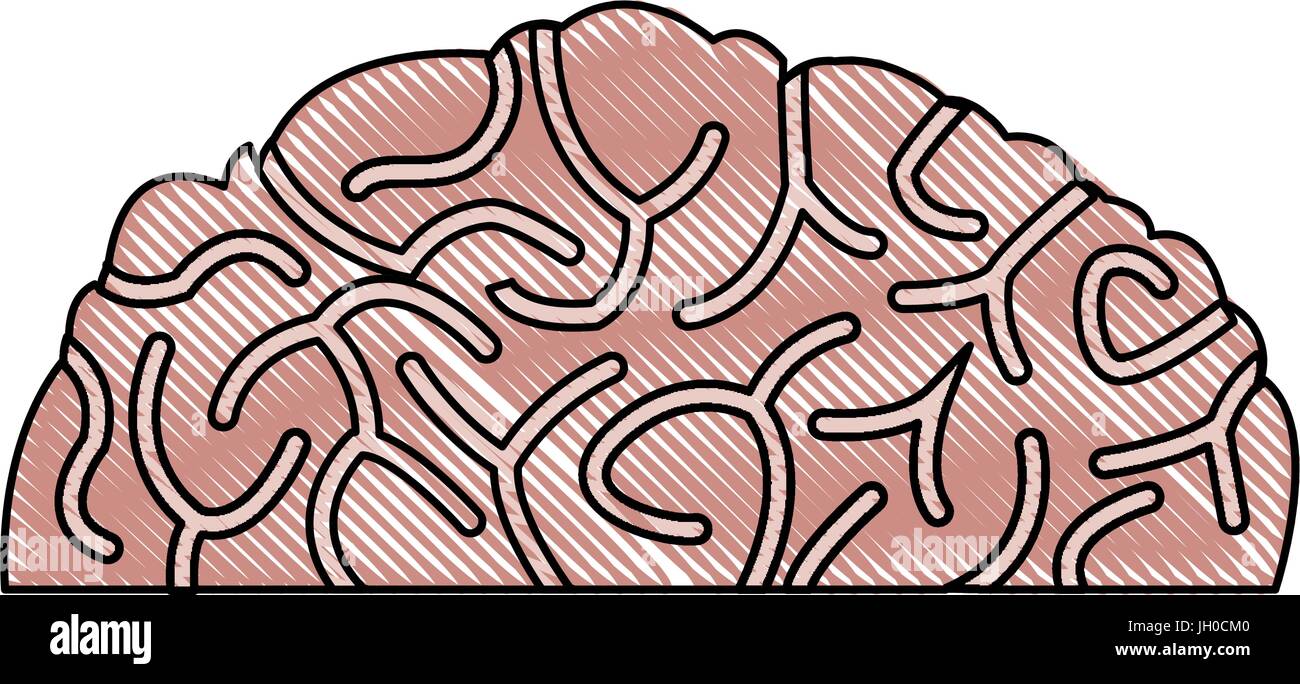 human brain idea creativity thinking memory image Stock Vector Image ...