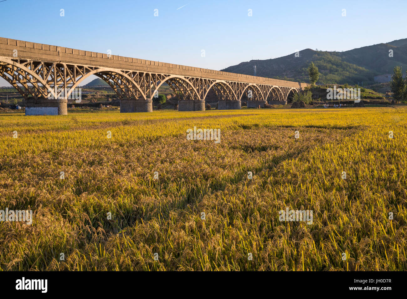 Paddy bunch hi-res stock photography and images - Alamy