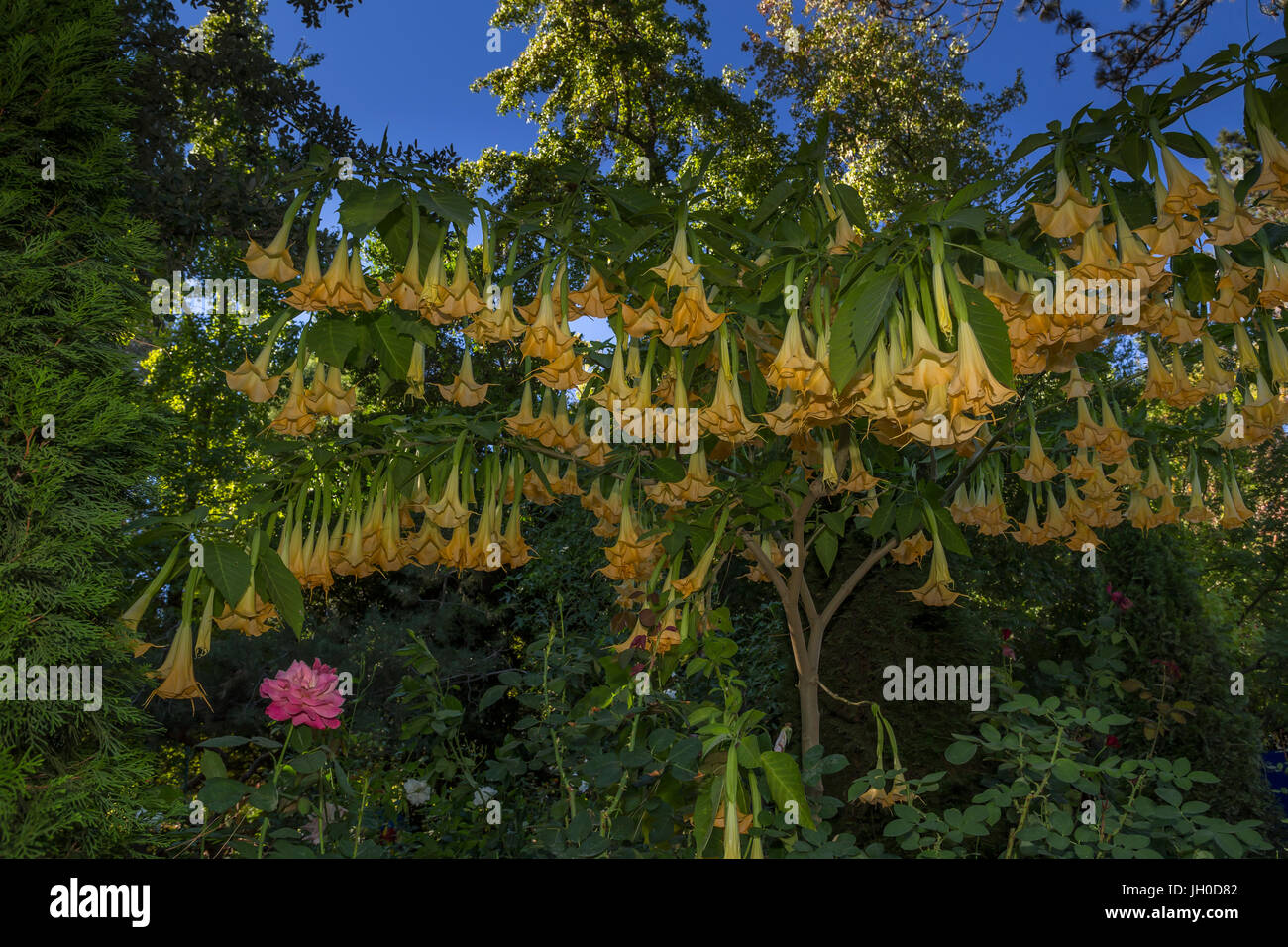 Trumpet shaped flowers hi-res stock photography and images - Alamy
