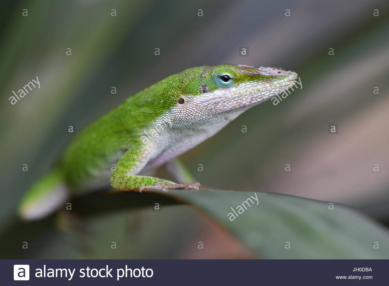 Red Anole Lizard