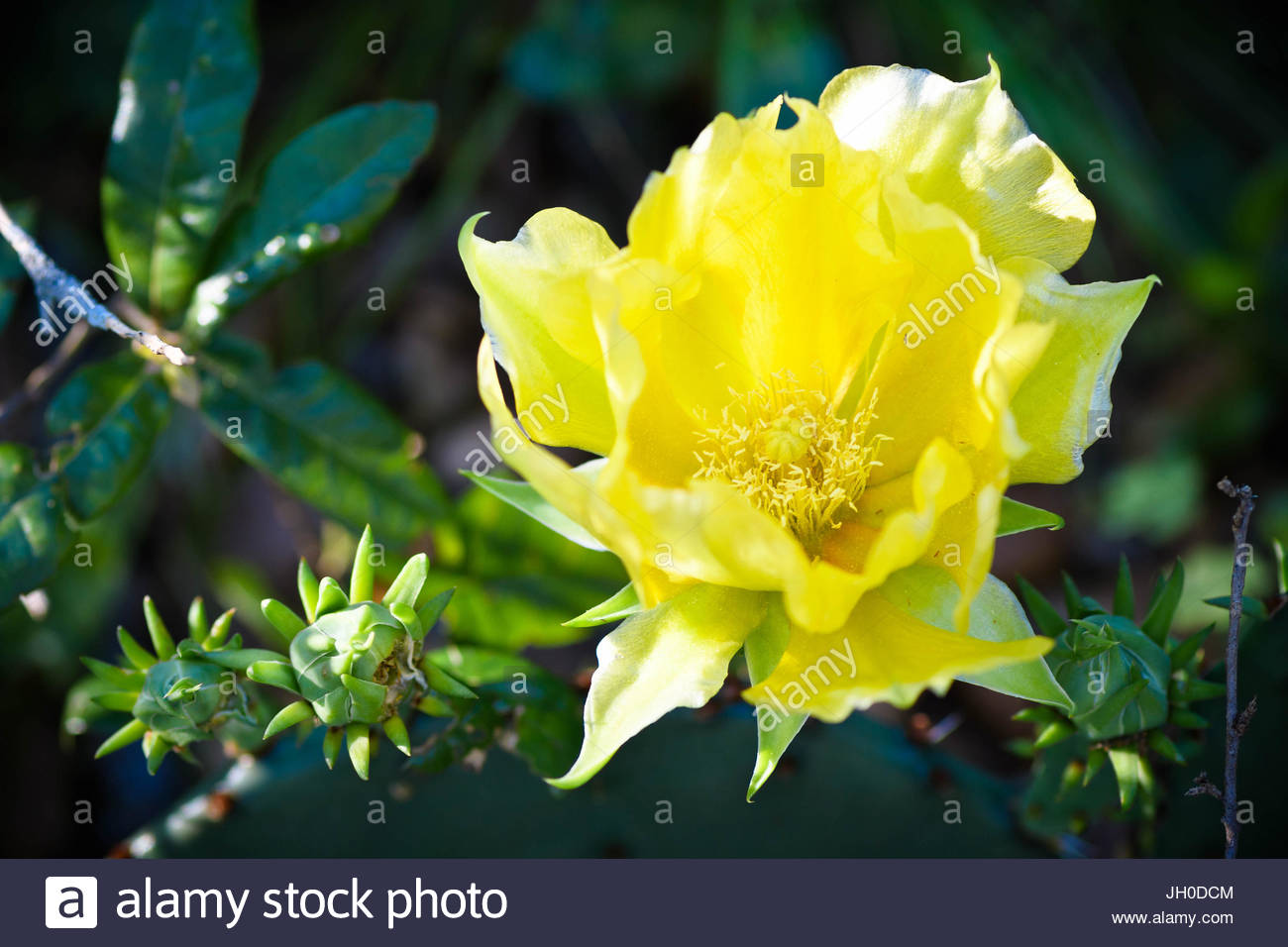 Yellow Rose Cactus Stock Photos & Yellow Rose Cactus Stock Images - Alamy