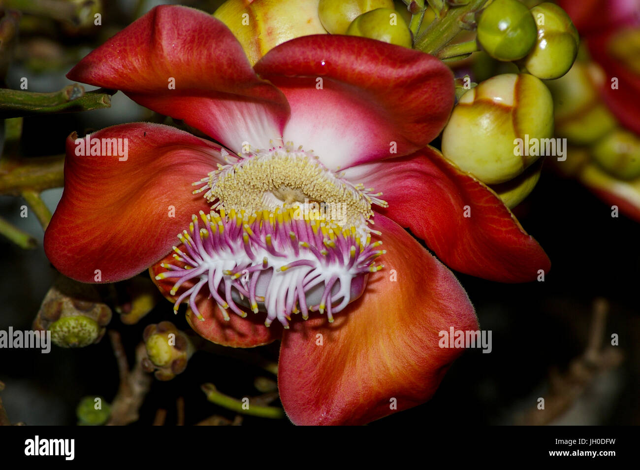 Flower of the Couroupita guianensis known as cannonball tree Stock ...