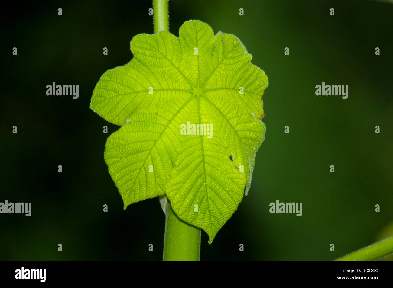Clear green leaf with green dark background Stock Photo - Alamy