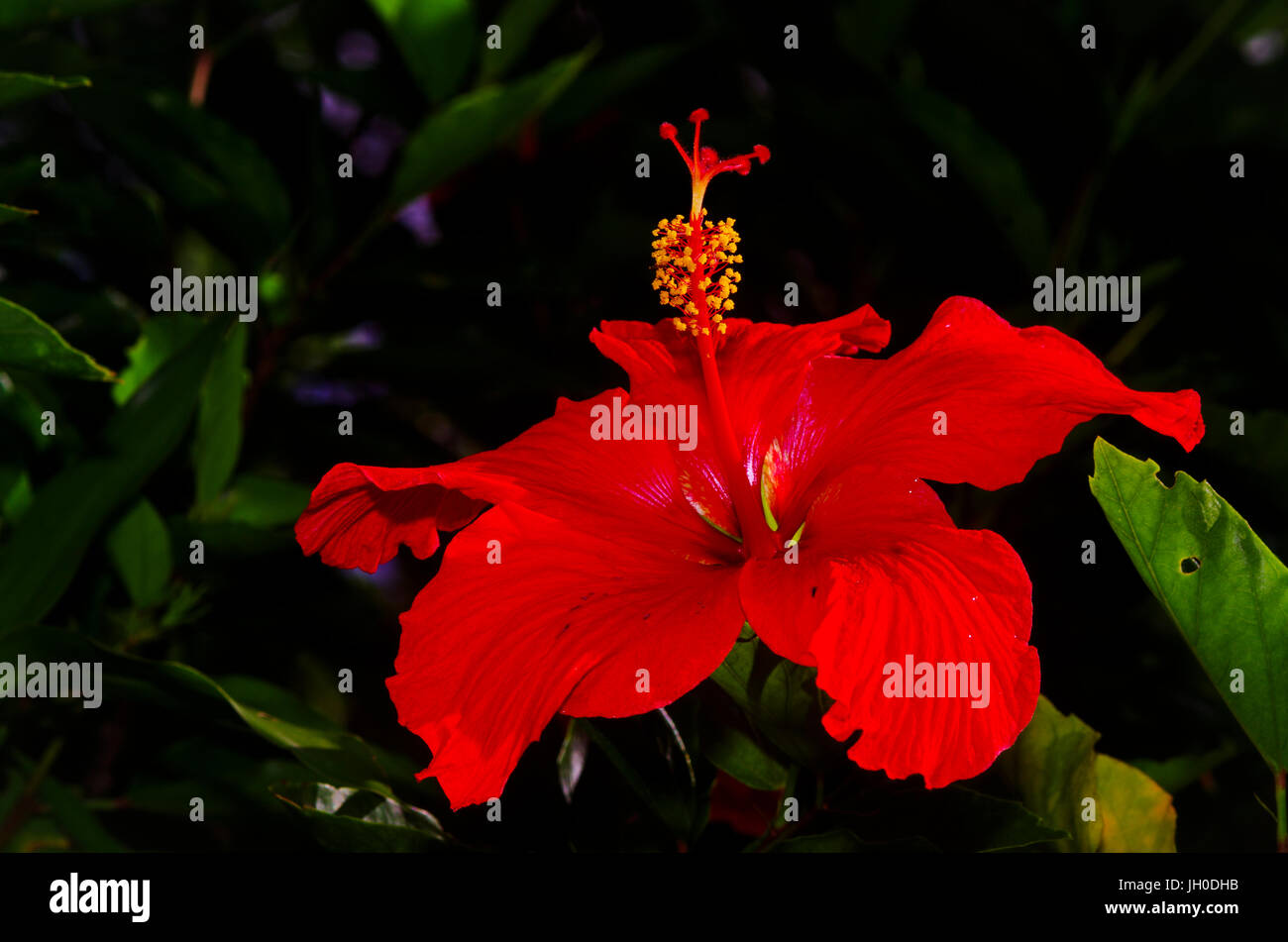 Red Hibiscus flower Stock Photo - Alamy