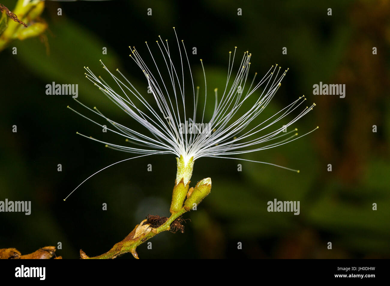 Filigrane background hi-res stock photography and images - Alamy