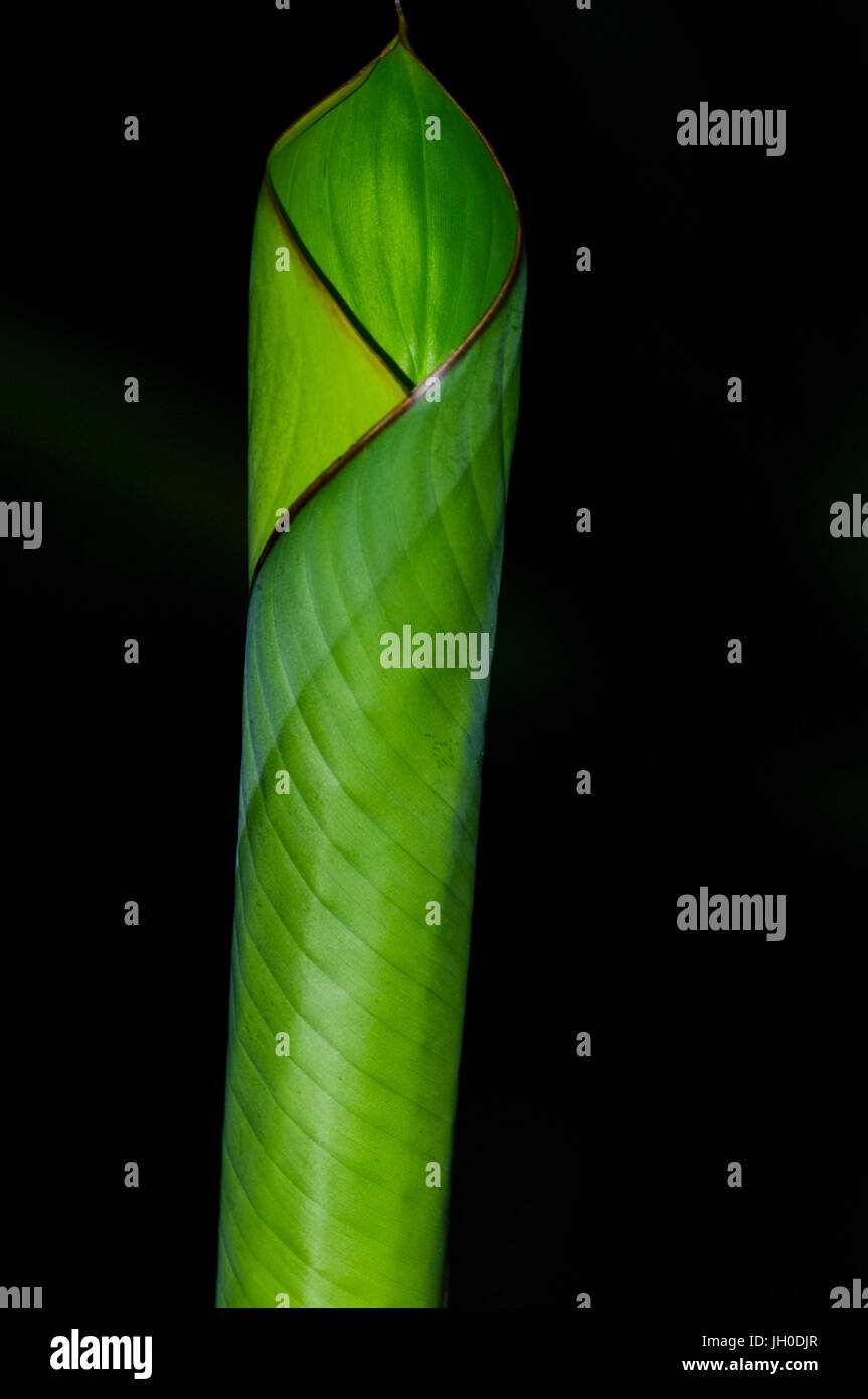 Rolled up leaf looking like a cigar Stock Photo - Alamy