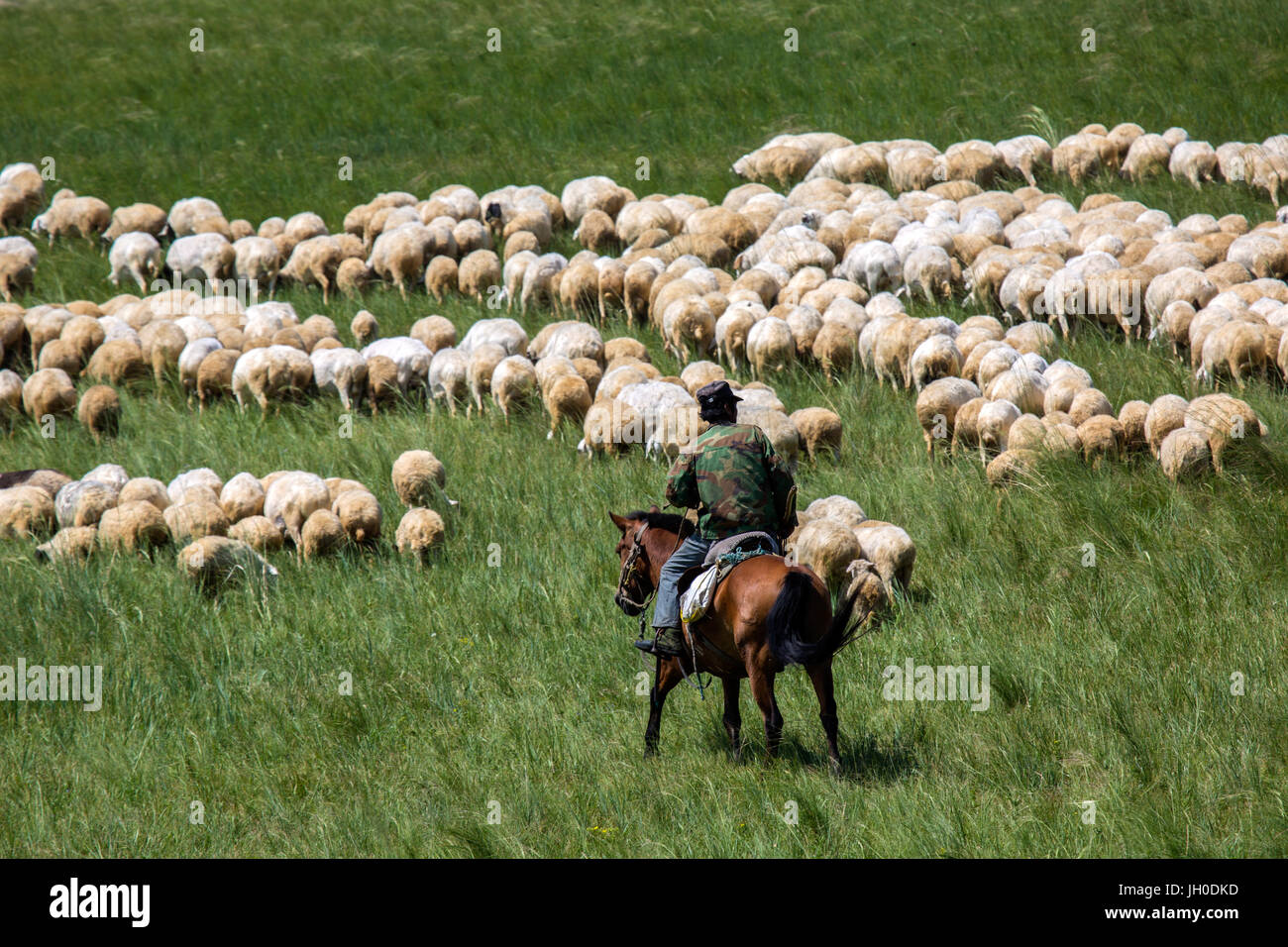 Xilingol horse hi-res stock photography and images - Alamy