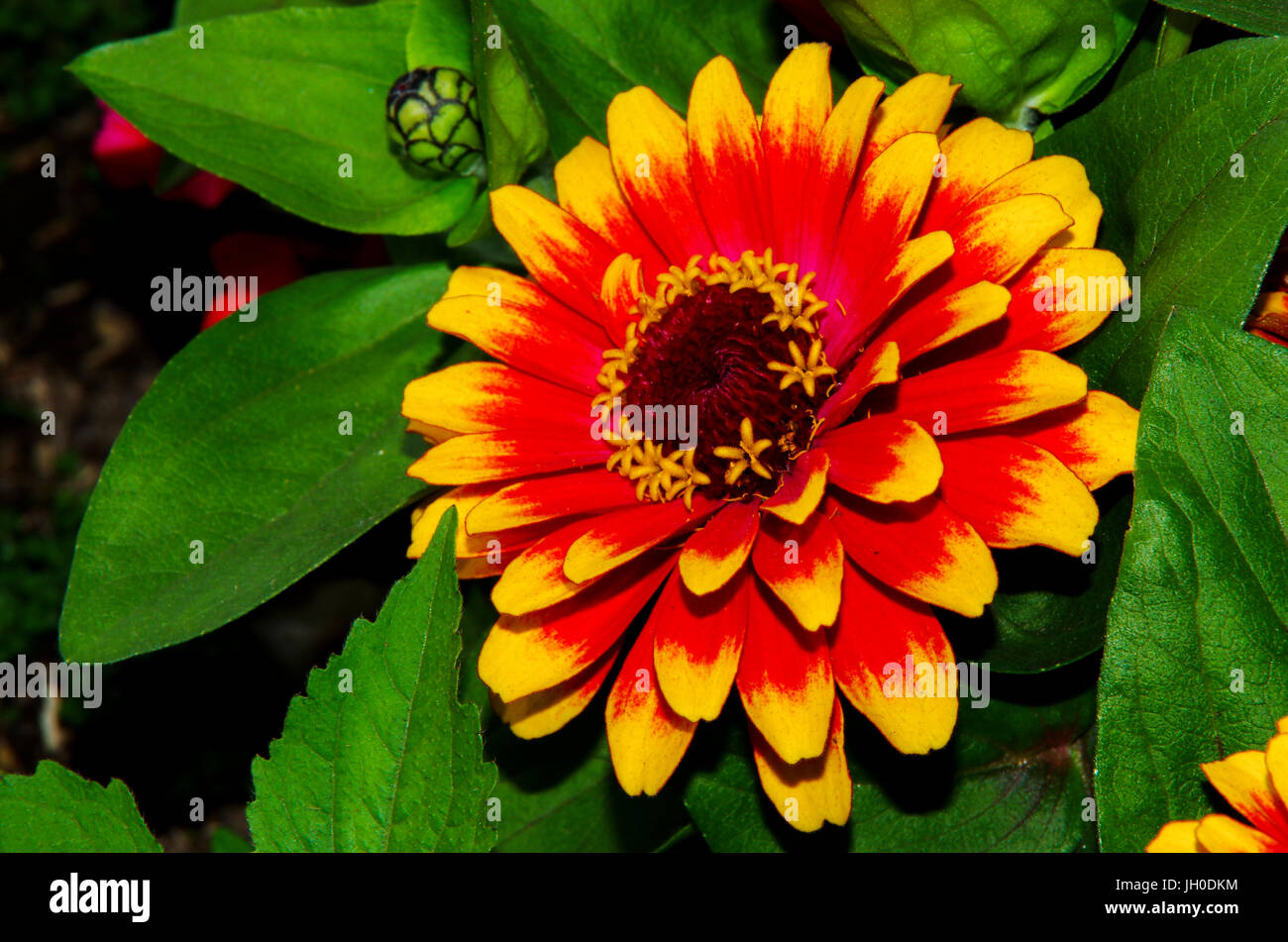 Red and yellow flower with green background Stock Photo - Alamy