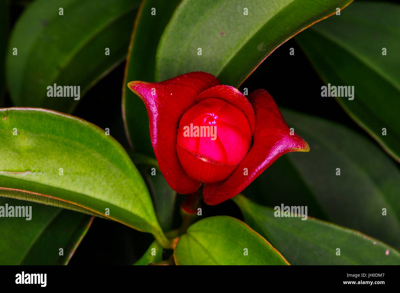 Red flower in the tropical forest Stock Photo - Alamy