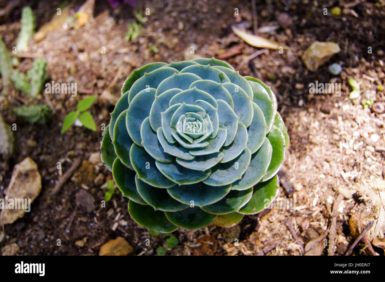 Close up photo of plant hi-res stock photography and images - Alamy