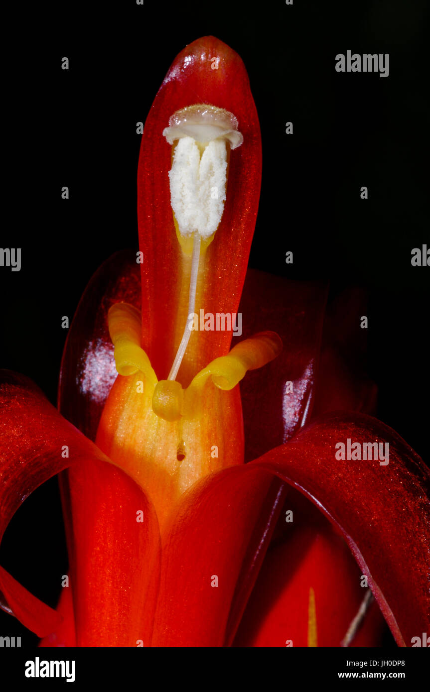 Weird Looking Flowers