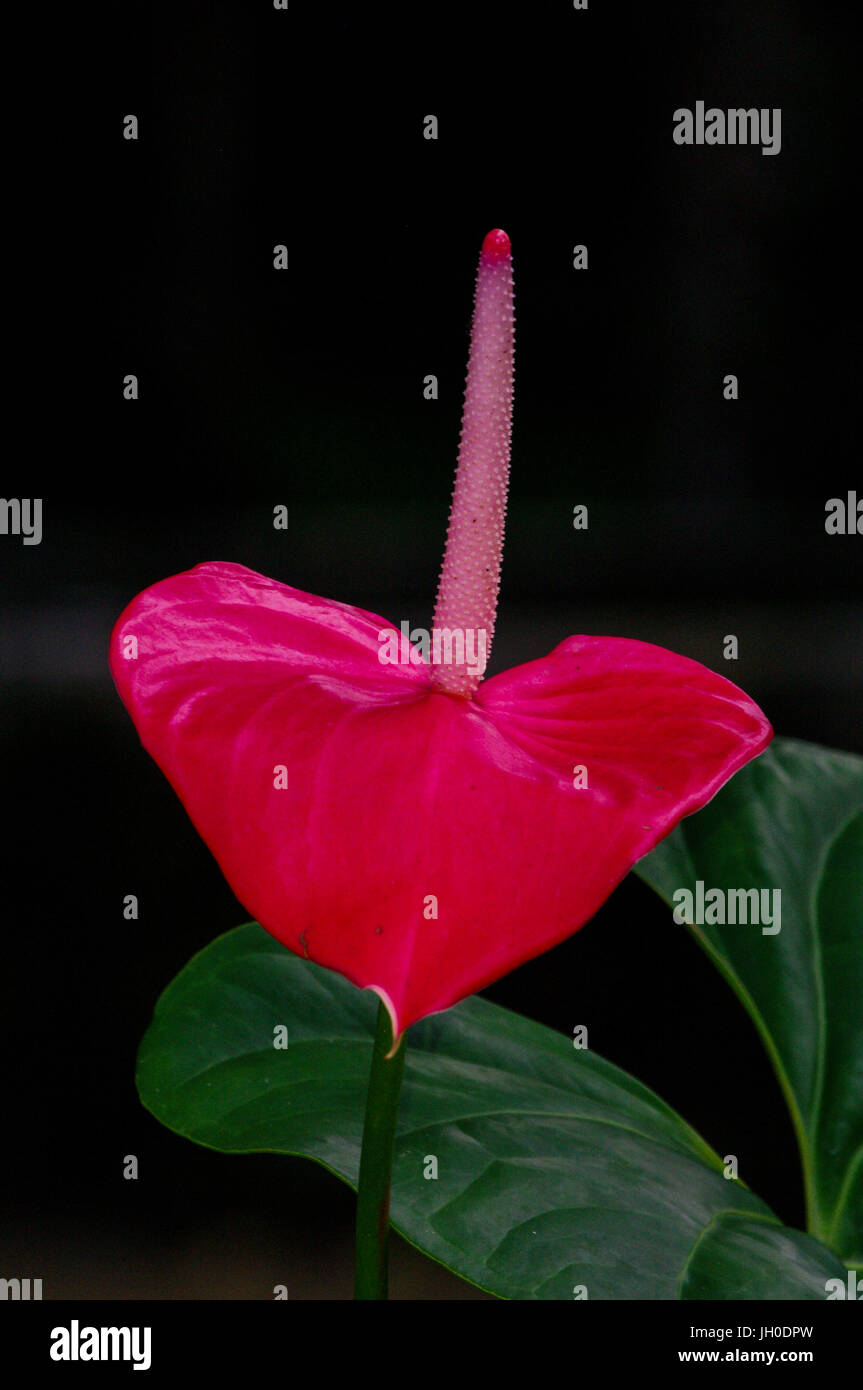Red anthurium flower hi-res stock photography and images - Alamy