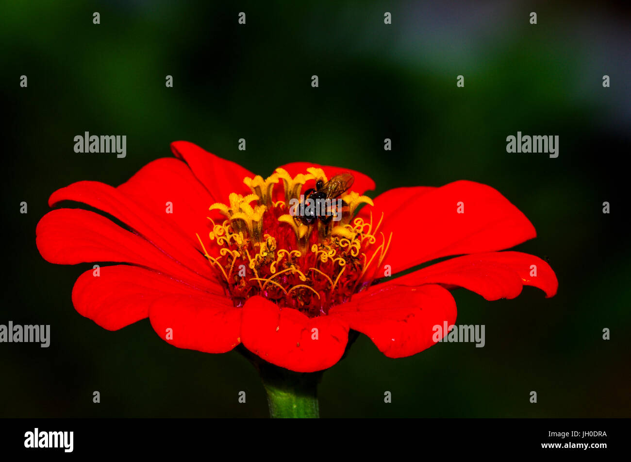 Tropical flowwer hi-res stock photography and images - Alamy