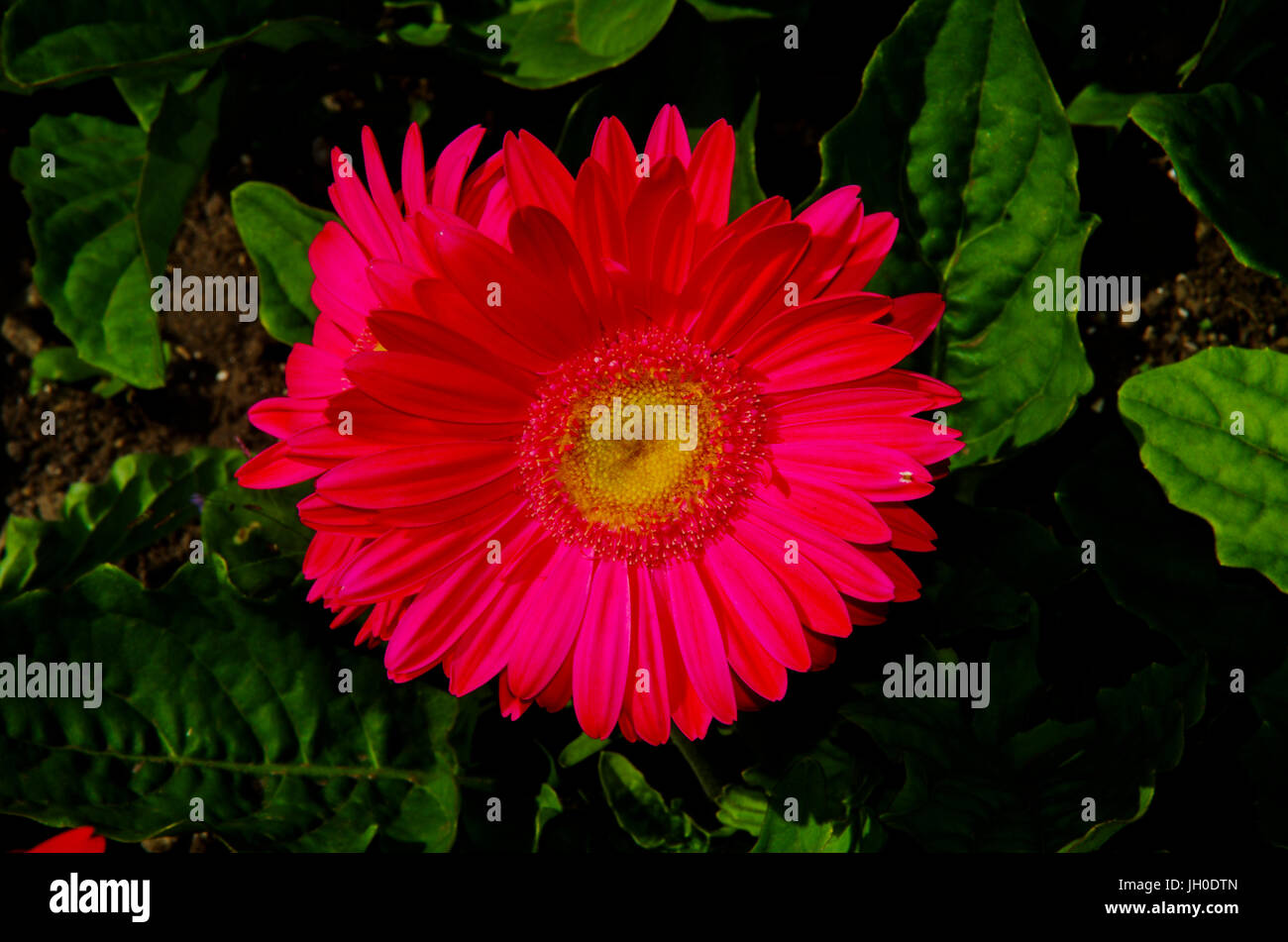 Pinkish red hi-res stock photography and images - Alamy