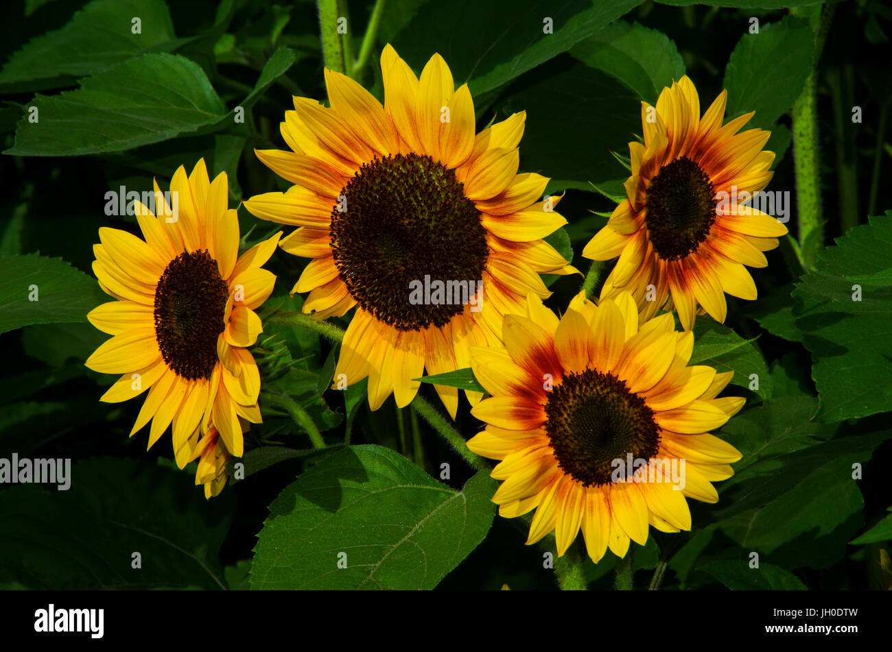 4 Yellow sunflowers on dark green background Stock Photo - Alamy