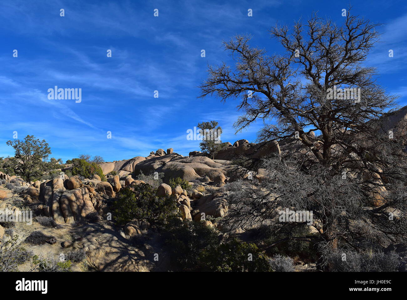 Desert Oak, Joshua Tree National Park Stock Photo - Alamy