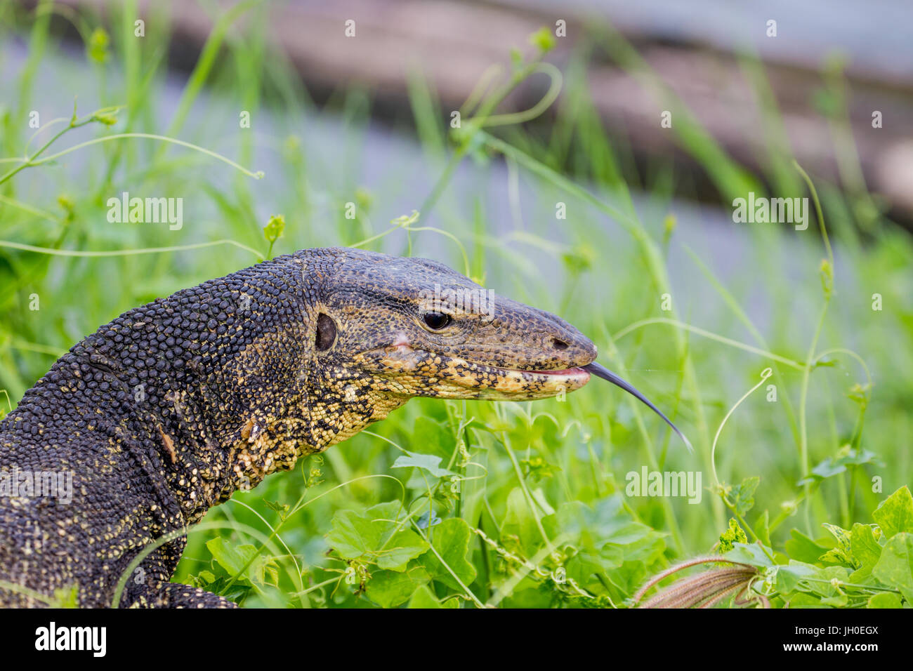 close up Water monitor lizard, Varanus on green grass Stock Photo - Alamy