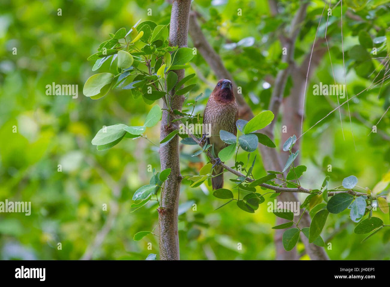 Scaly breasted munia india hi-res stock photography and images - Alamy