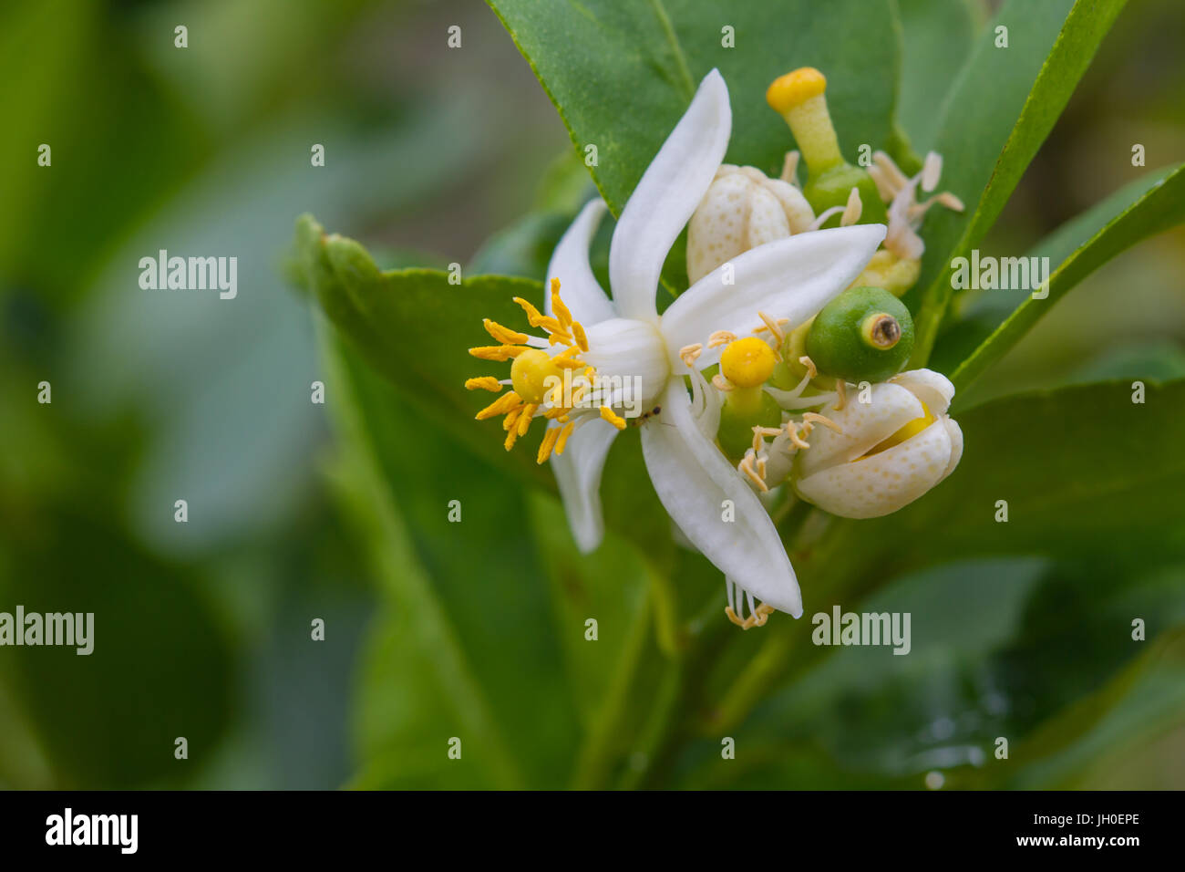 Flower of bergamot fruits on tree in garden Stock Photo - Alamy