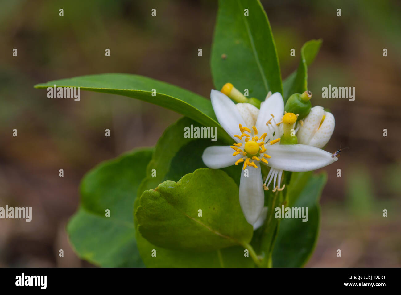 Flower of bergamot fruits on tree in garden Stock Photo - Alamy