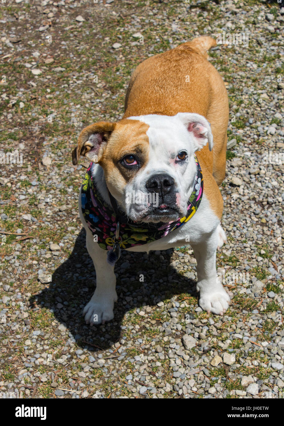 Victorian bulldog hi-res stock photography and images - Alamy