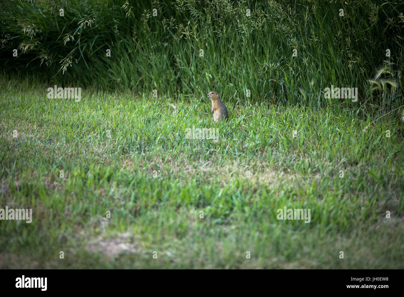 A curious gopher sits up to stay watchful of predators looming nearby ...