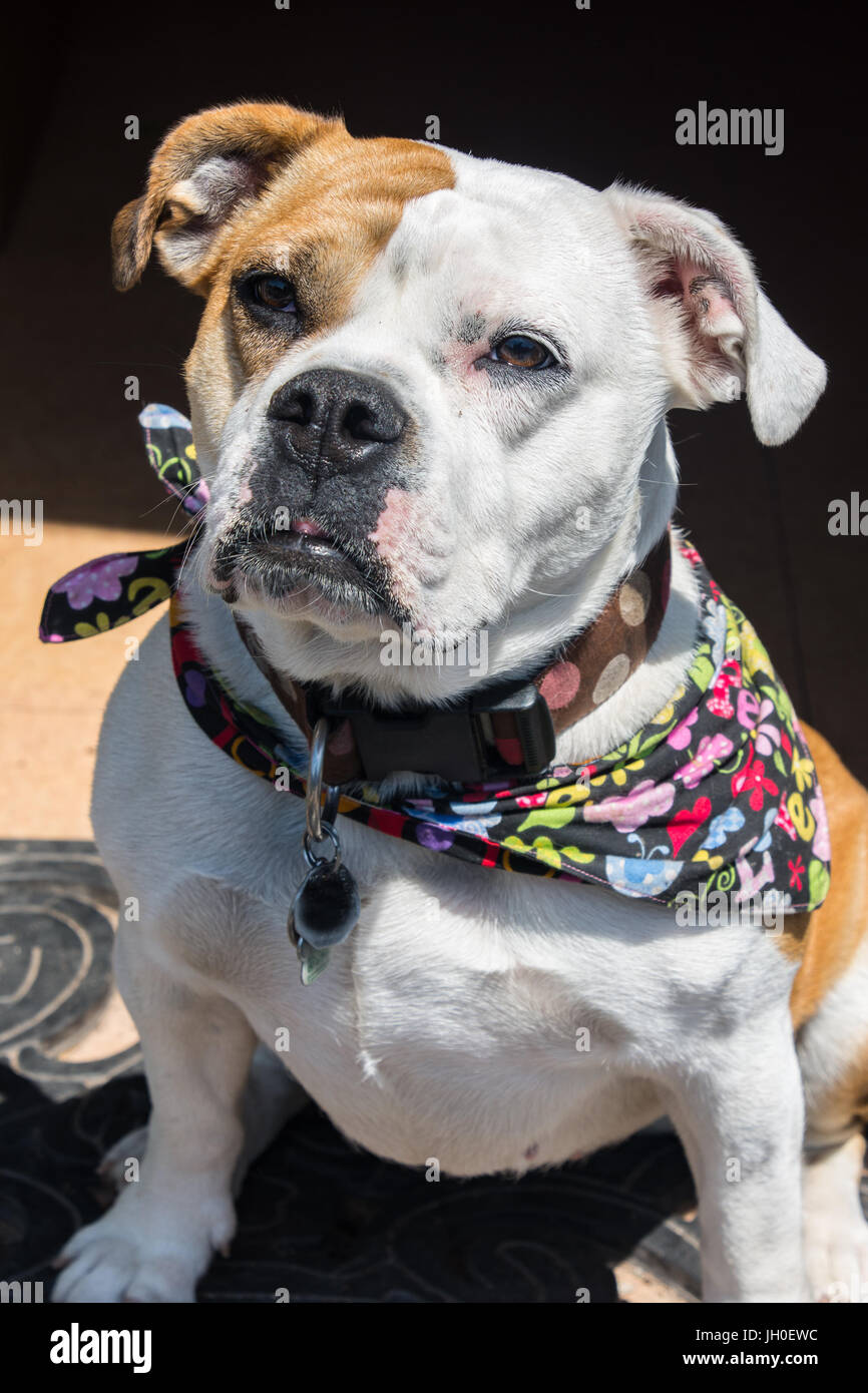 Gorgeous English and Victorian crossbreed bulldog. Very friendly and ...