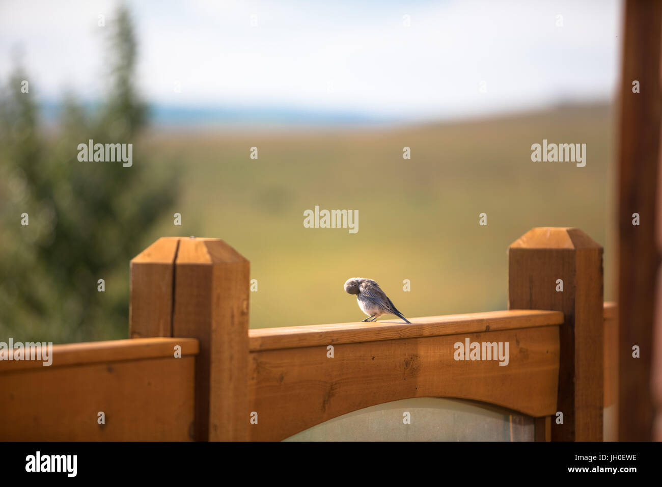 A happy little bluebird rests her wings as she cleans herself in the ...