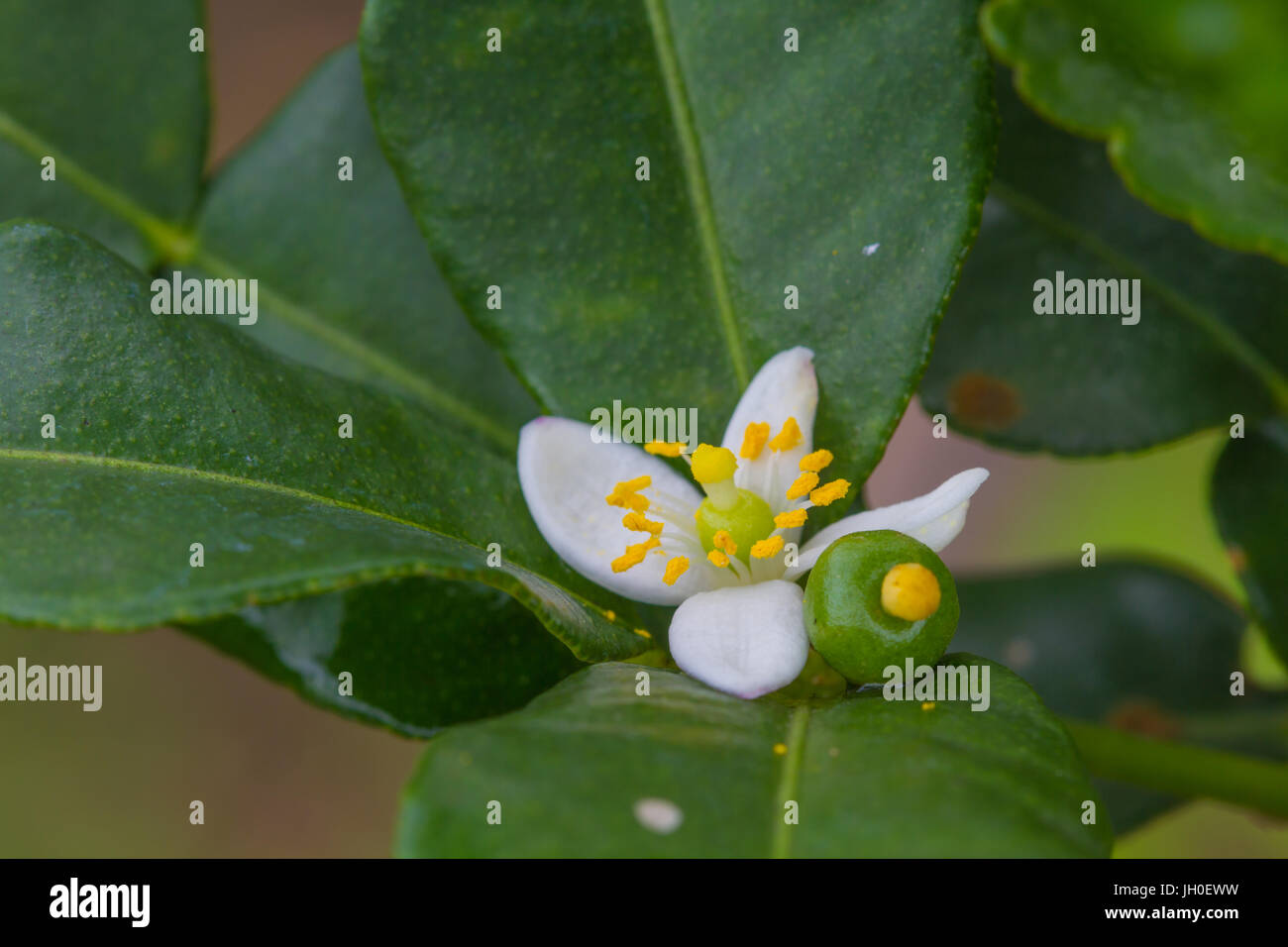Flower of bergamot fruits on tree in garden Stock Photo - Alamy
