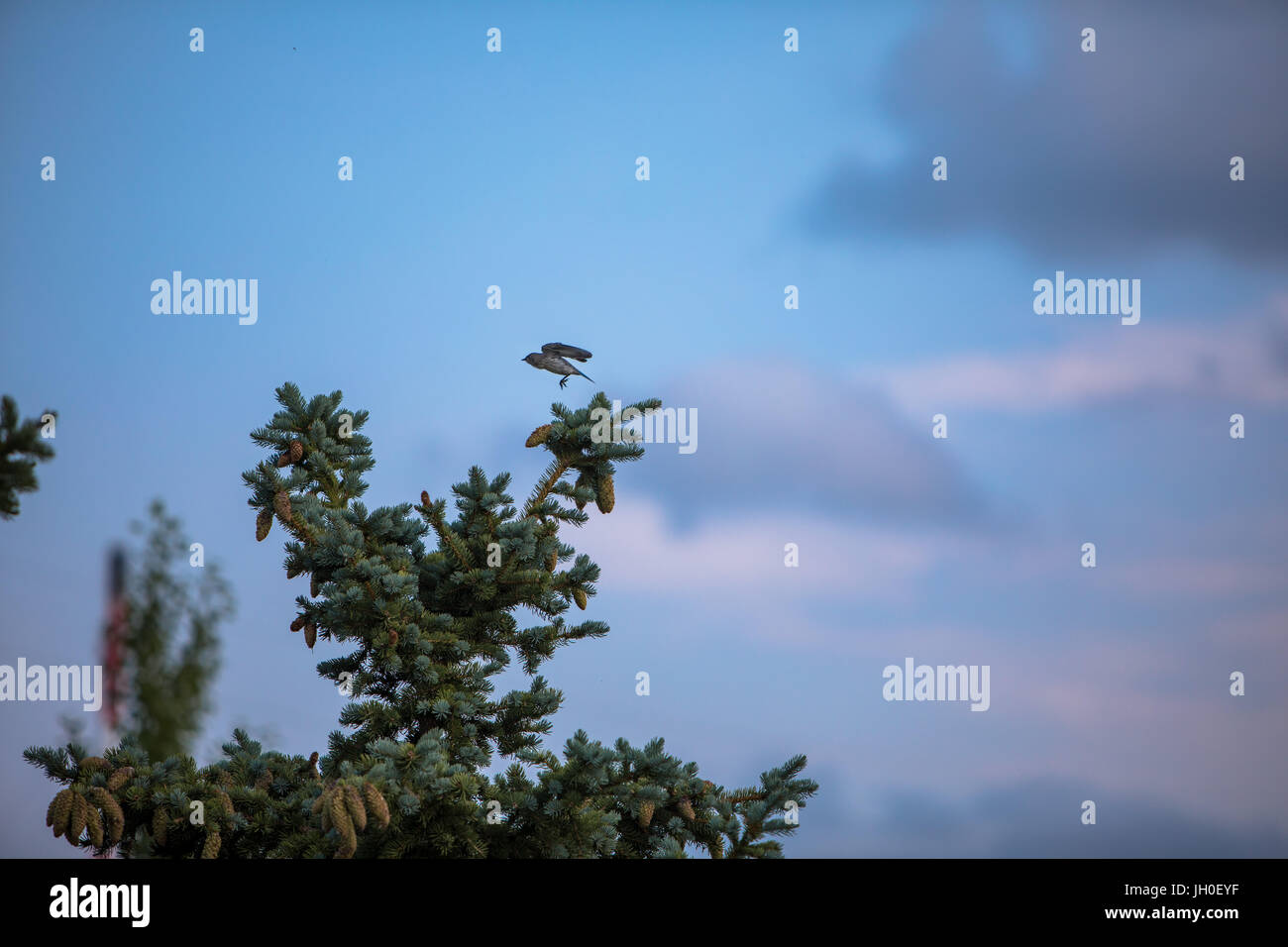 Flying little bird hi-res stock photography and images - Alamy