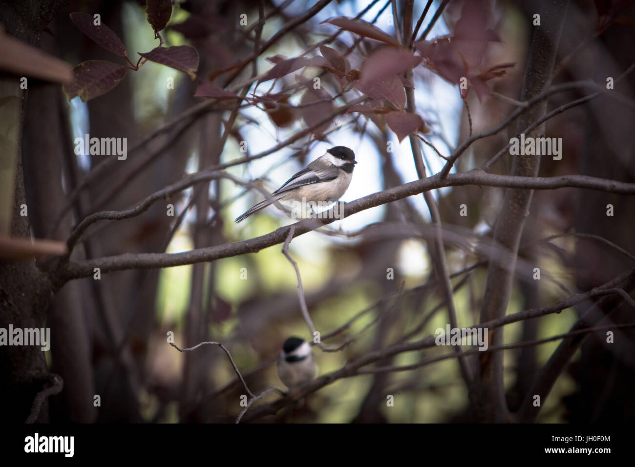 A happy little chickadee bounces from branch to branch in the early ...