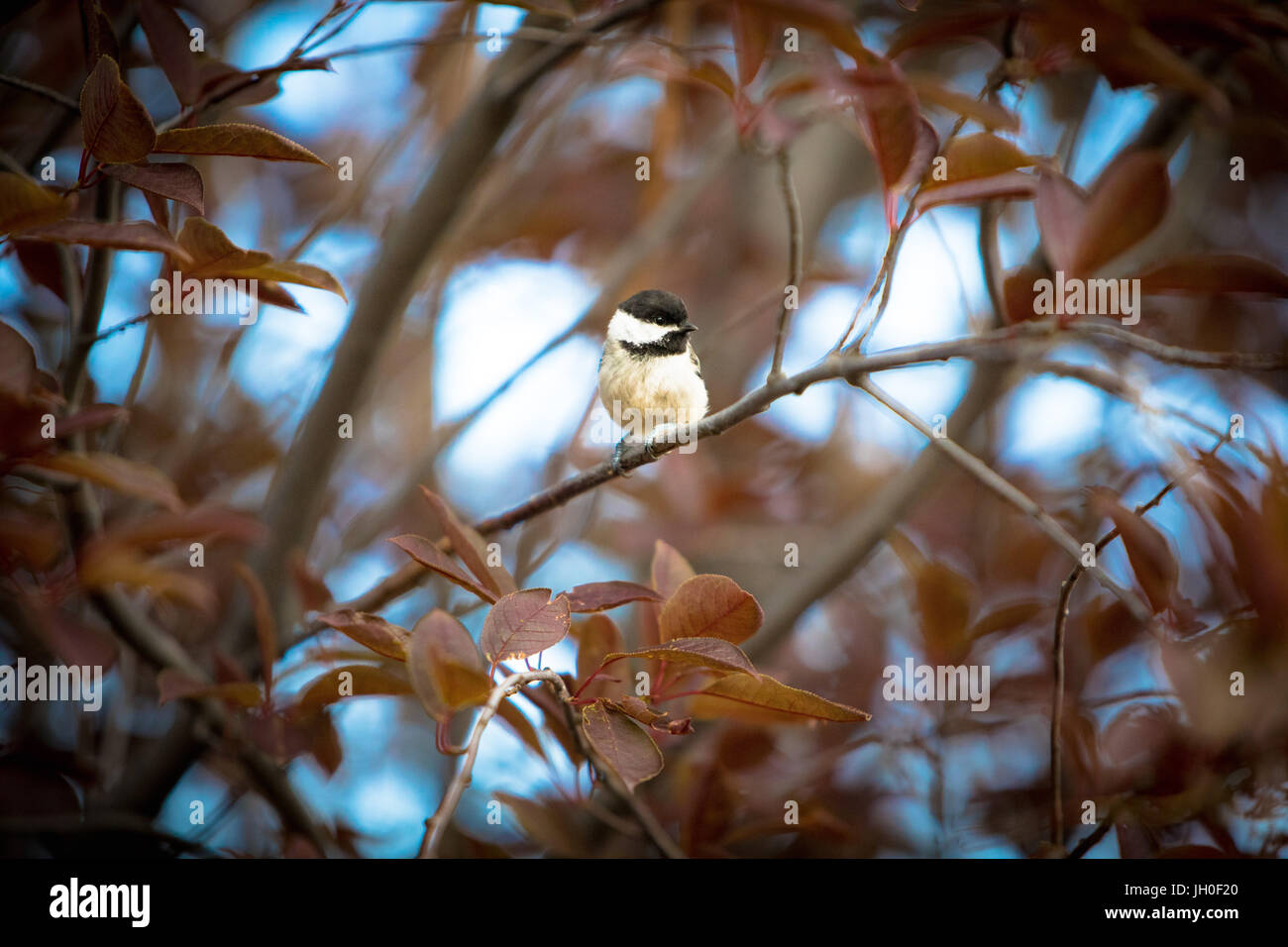 A happy little chickadee bounces from branch to branch in the early ...