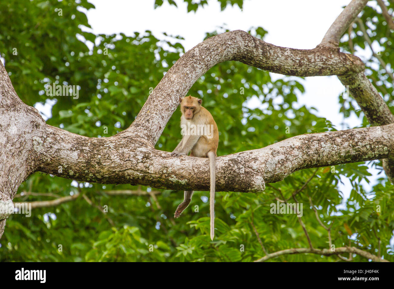 Close up Monkey on tree in forest, Thailnd Stock Photo - Alamy