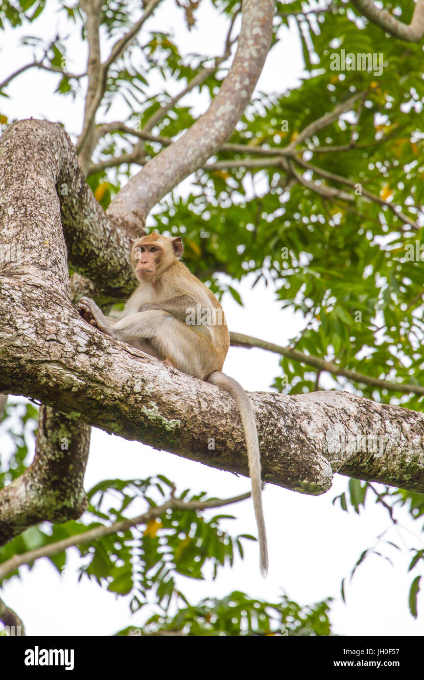 Thailnd hi-res stock photography and images - Alamy