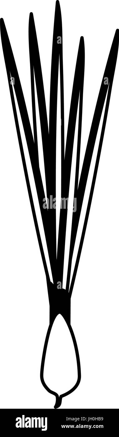 Image of spring onions Stock Vector Images - Alamy