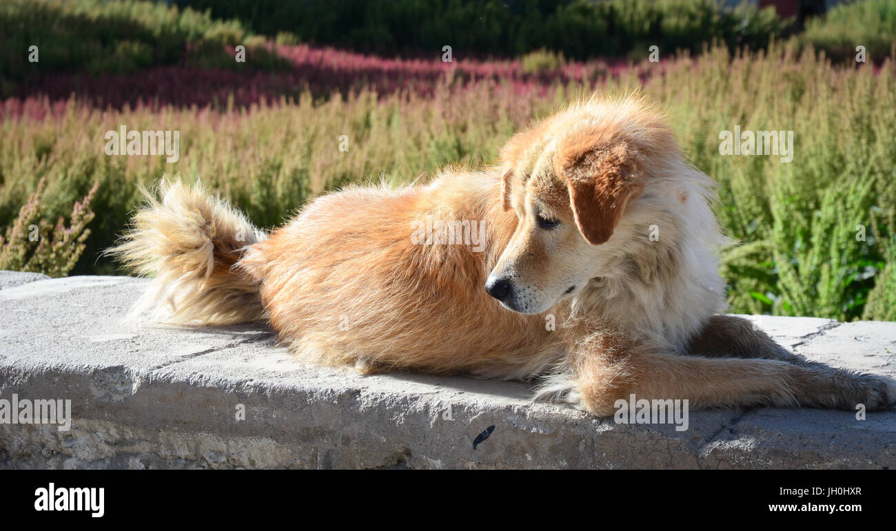 Dog on rural road in Ladakh, India Stock Photo - Alamy