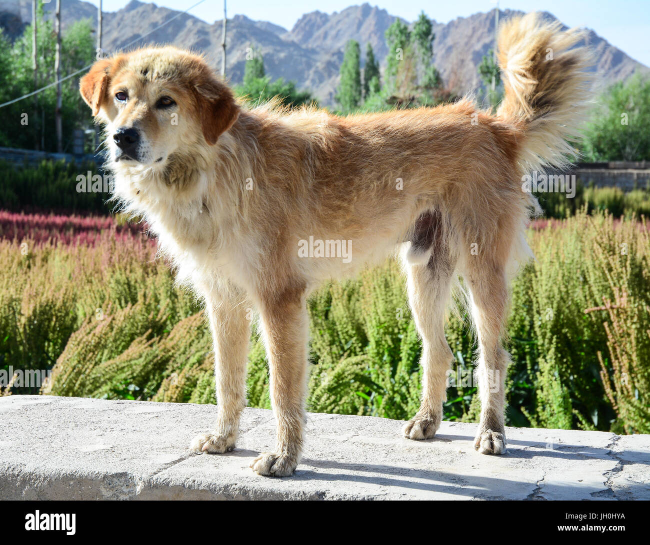Dog on rural road at sunny day in Ladakh, India Stock Photo - Alamy
