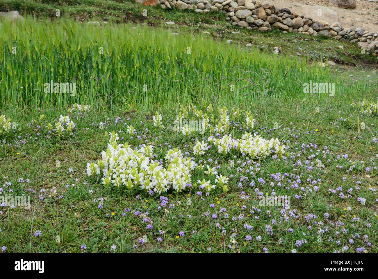 Wild flowers blooming in Leh, Ladakh, India. Ladakh is one of the most ...