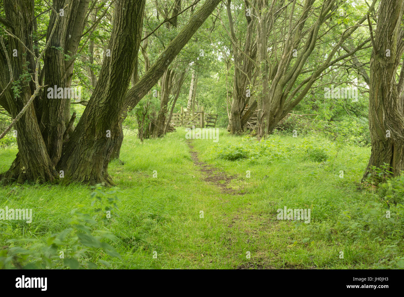 The woodland path Stock Photo - Alamy