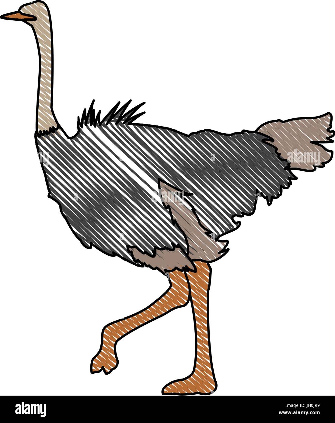 ostrich birds of savannah african fauna wildlife Stock Vector Image ...