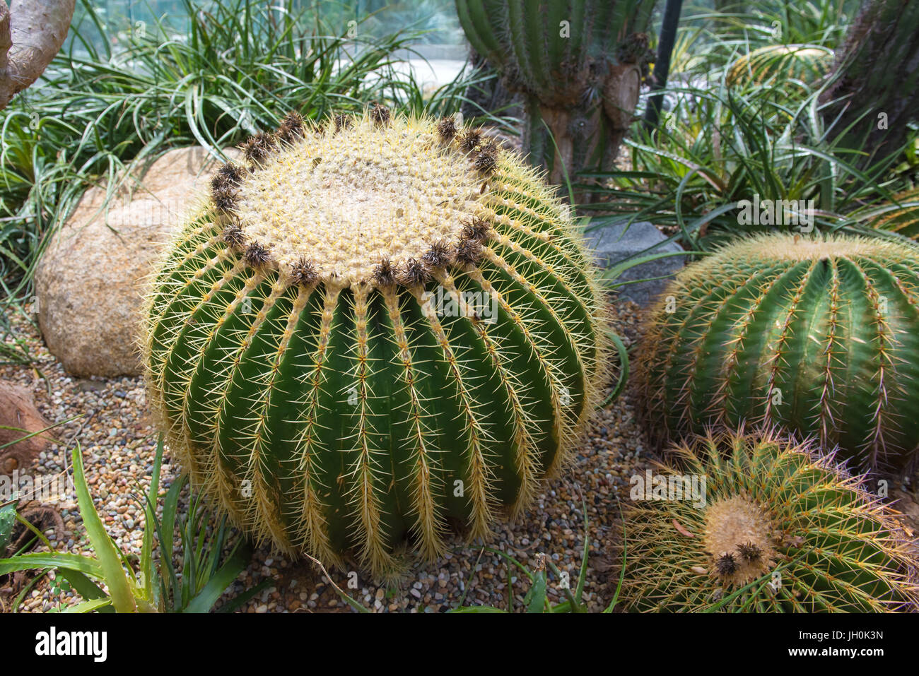 beautiful big cactus in the rock garden Stock Photo - Alamy