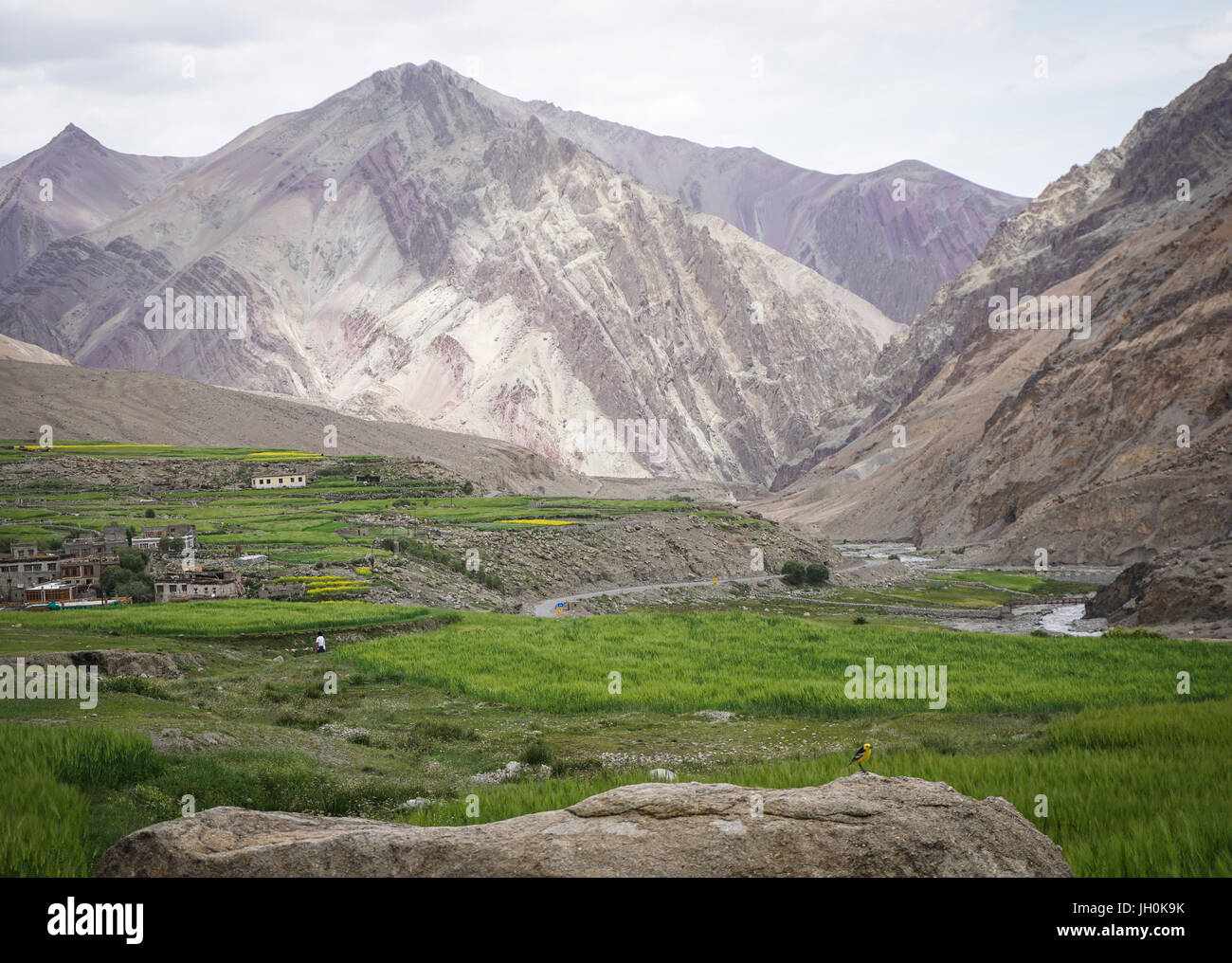 A Tibetan village at green valley in Ladakh, India. Ladakh is the ...